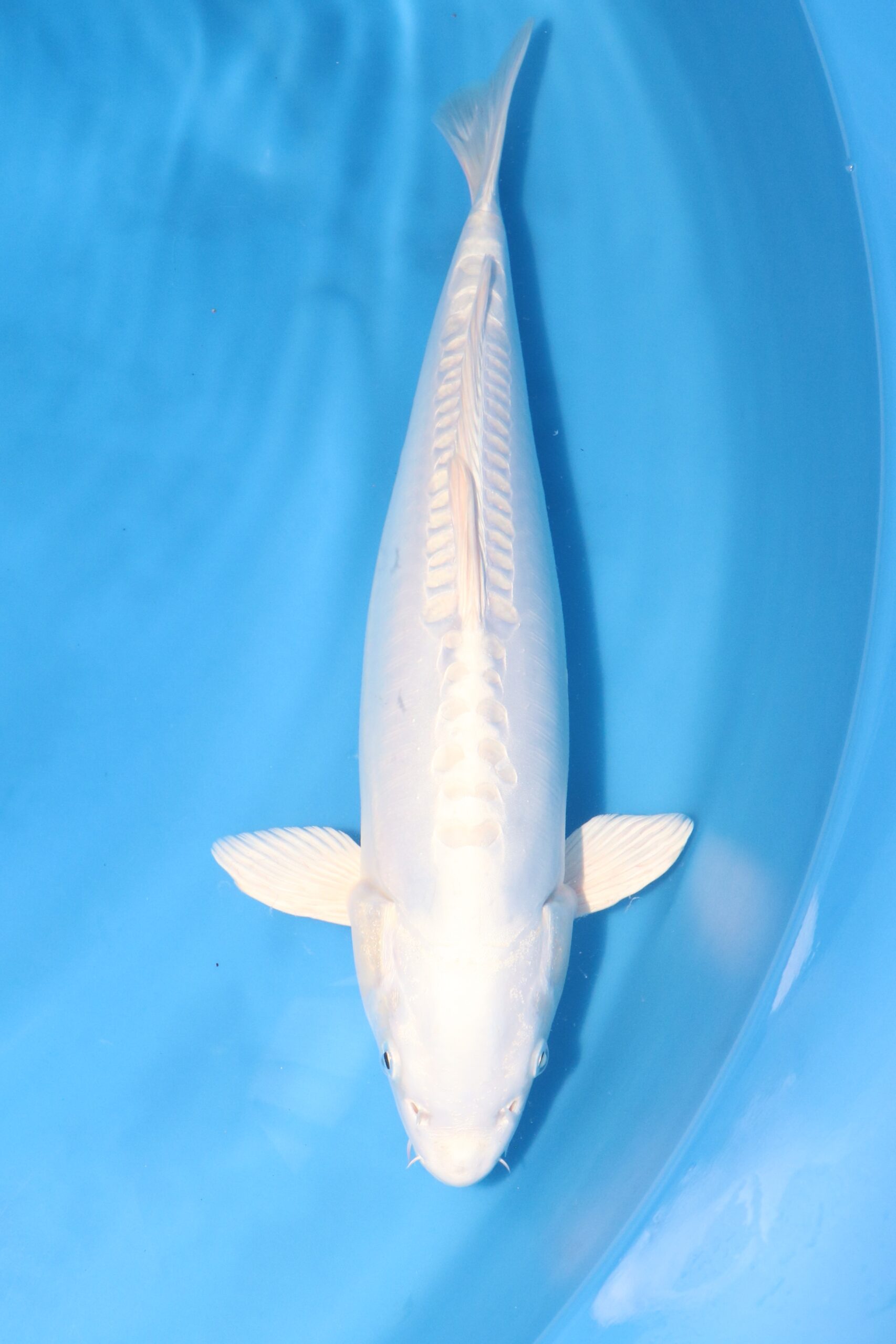 Producten – Pagina 2 – Koi Development Center