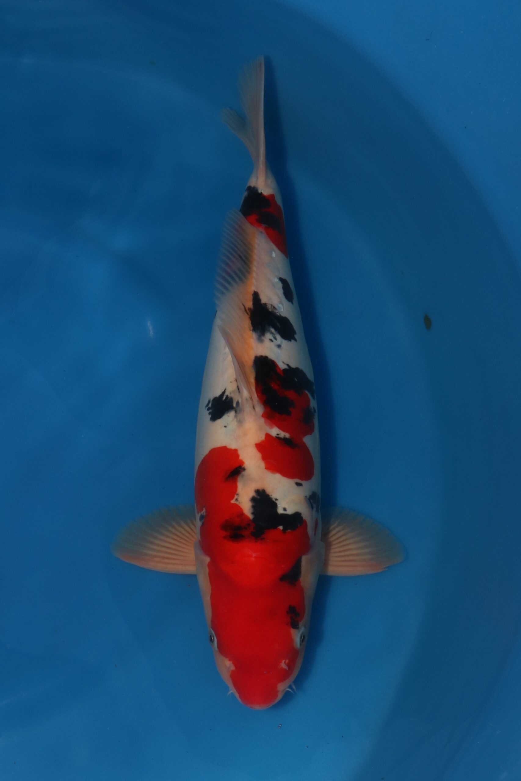 Geslacht – Koi Development Center