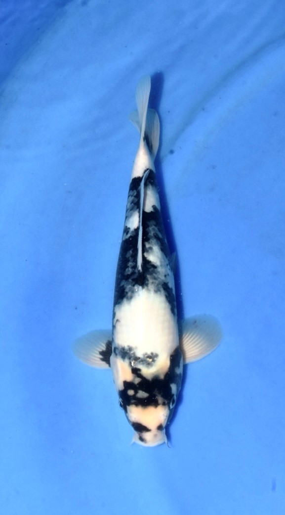 Omosako – Koi Development Center