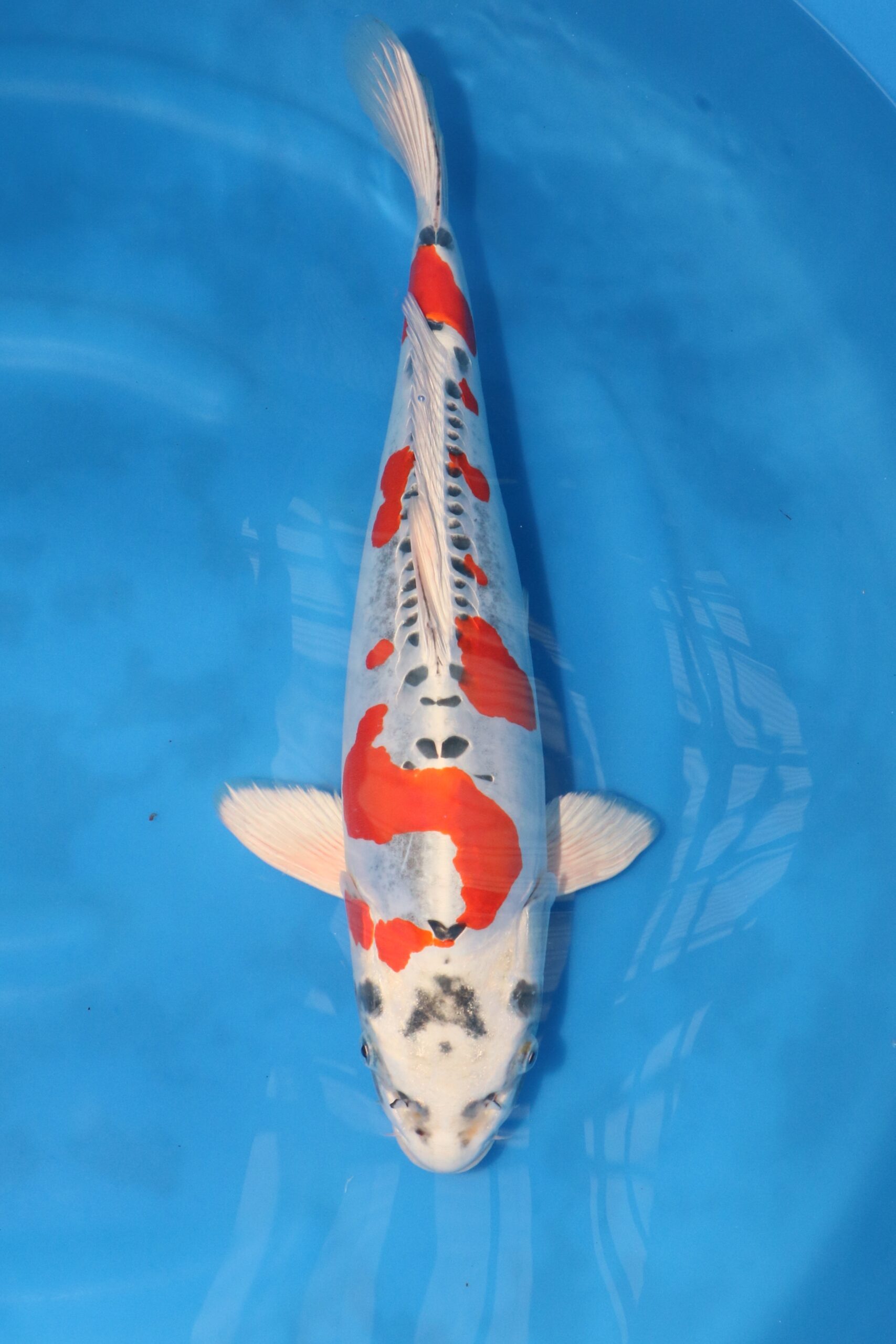 Producten – Pagina 3 – Koi Development Center