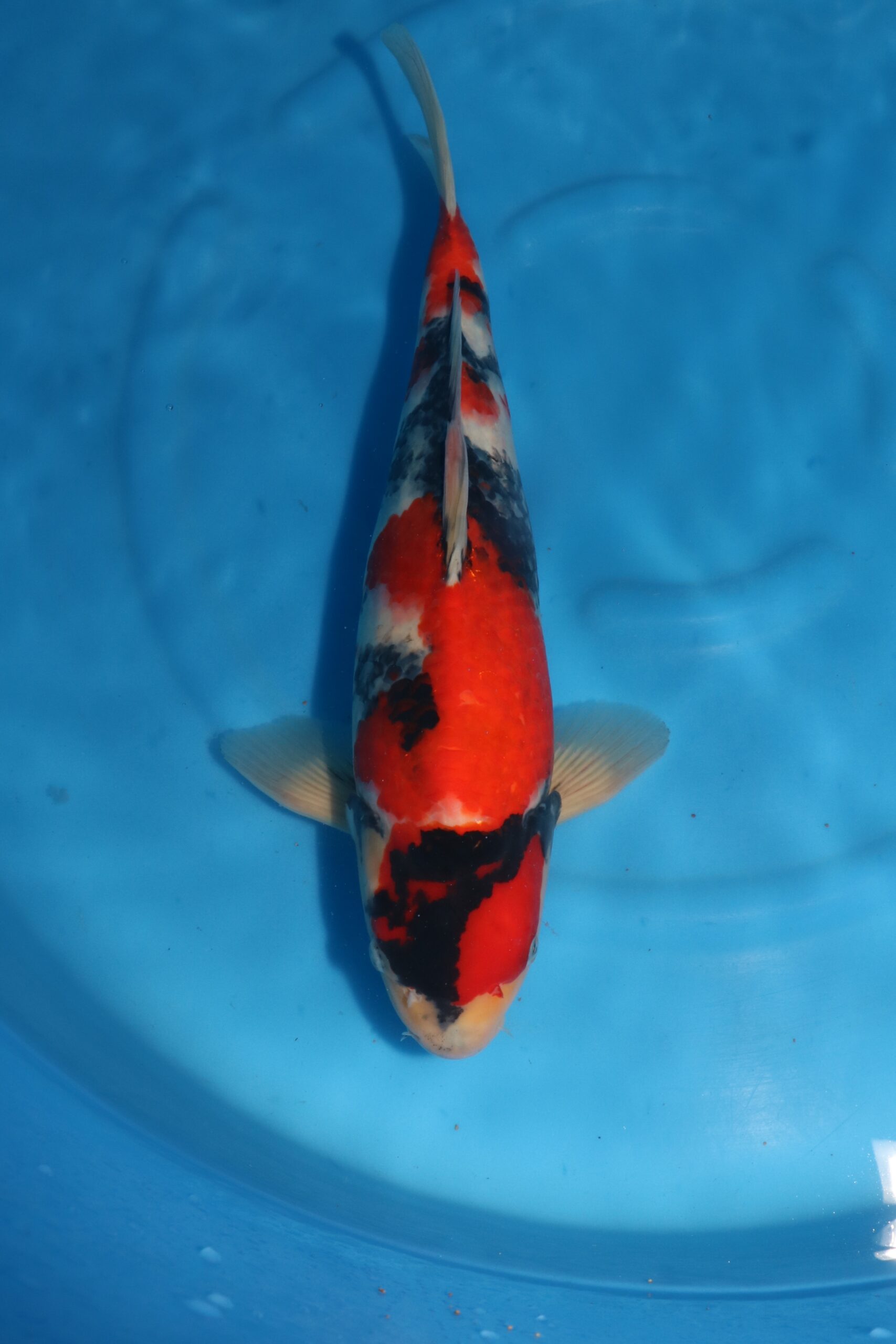 Producten – Pagina 3 – Koi Development Center