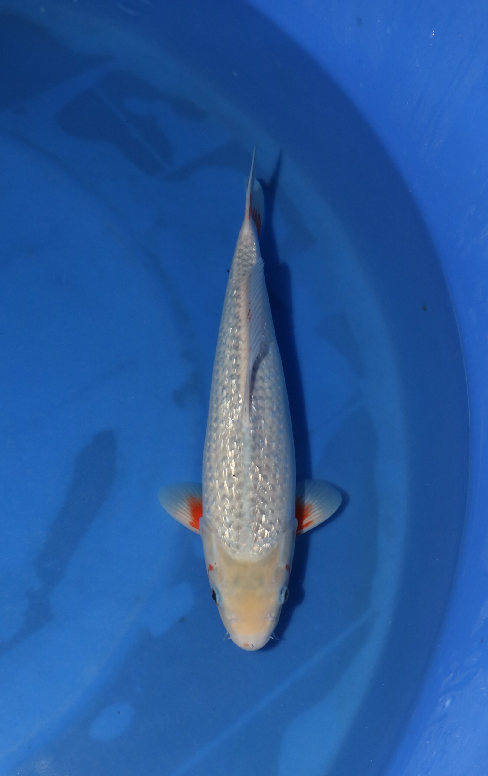 Producten – Pagina 2 – Koi Development Center