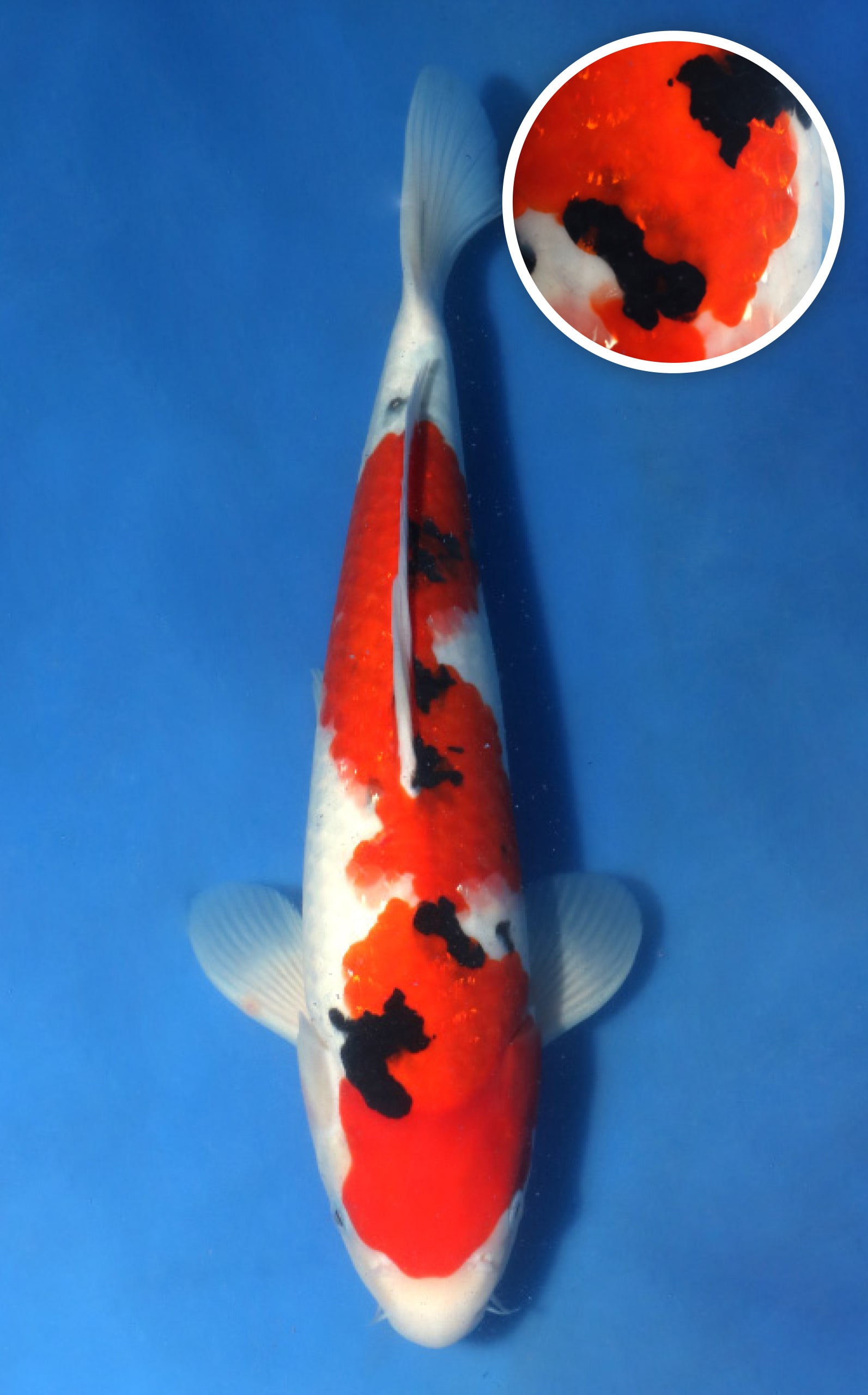 Koi Veiling – Koi Development Center